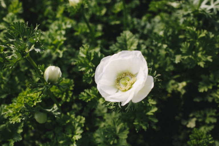 Featured Vendor \\ Sunny Meadows Flower Farm - Derk's Works